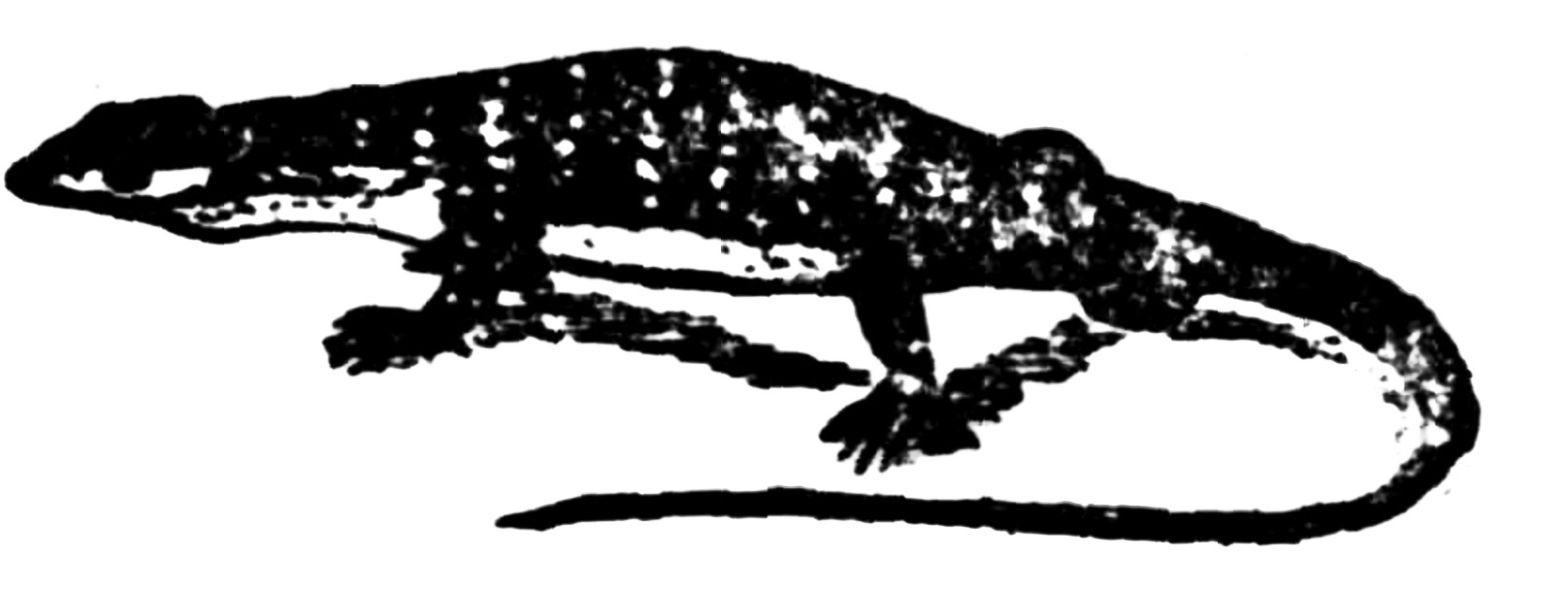 Goanna Man Of Mystery – Harmonica Riff Raff